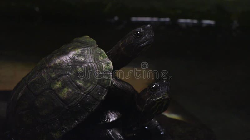 Small Black Turtles Sit on Top of Each Other Close-up. Stock Footage ...