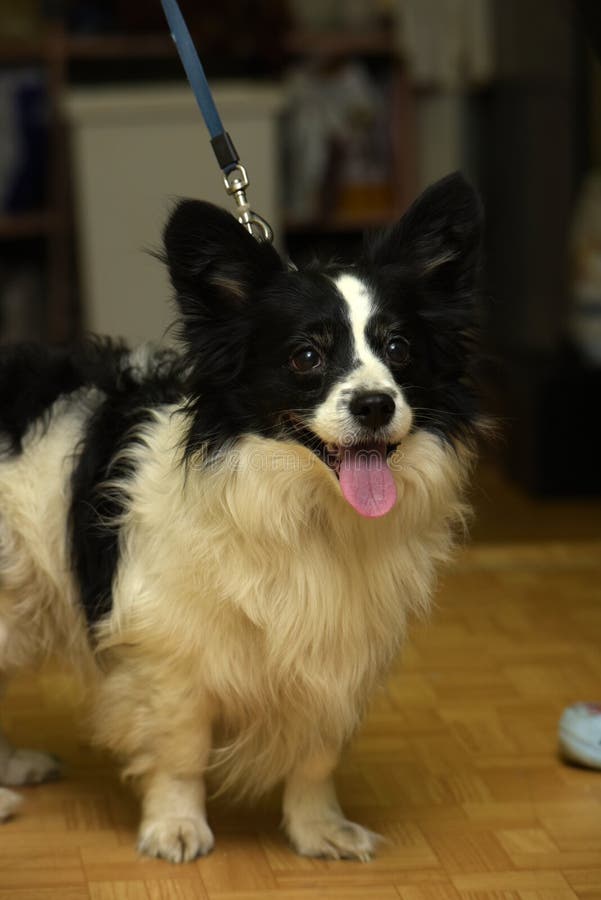 Small black and white dog stock image. Image of canine - 48709043