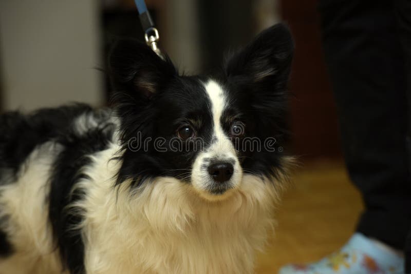 Small black and white dog stock image. Image of spots - 48709873
