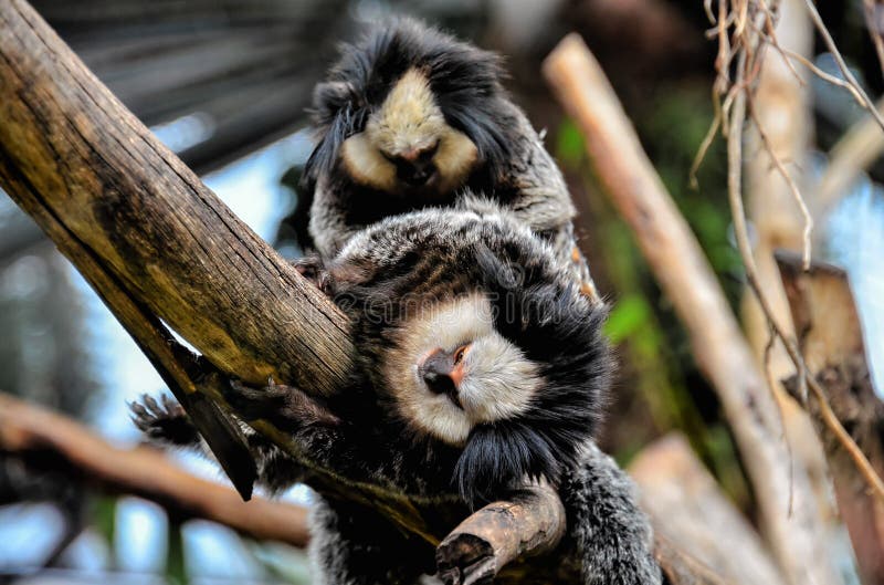 Small Black and White Monkey Stock Image - Image of white, whiteheaded ...