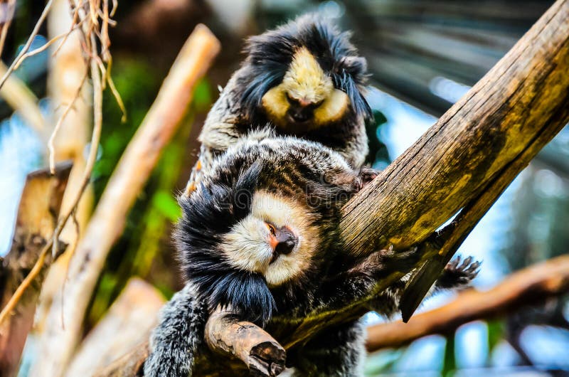 Small Black and White Monkey Stock Photo - Image of small, white: 307014596