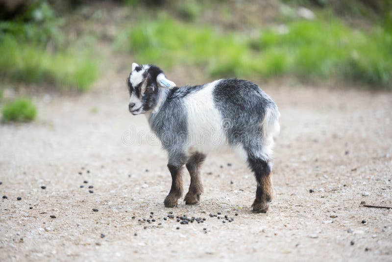 Nigora Goat Stock Photos - Free & Royalty-Free Stock Photos from Dreamstime