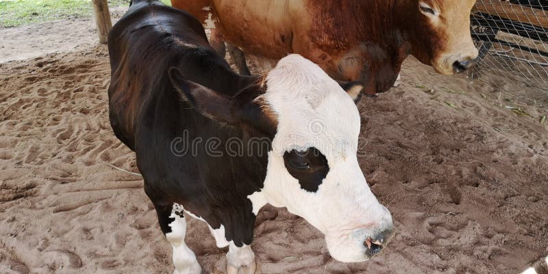 Small Black and White Ox in the Barn on Rural Farm Stock Image - Image ...