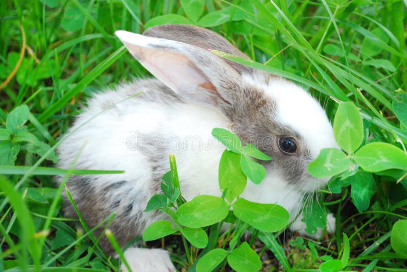 Small Black-and-white Rabbit Sitting on the Grass. Stock Photo - Image ...