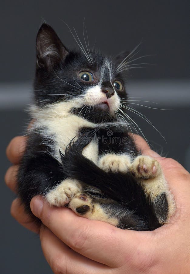 Small Black and White Scared Kitten Stock Image - Image of homeless ...