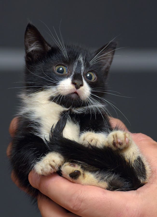 Small Black and White Scared Kitten Stock Image - Image of nature ...