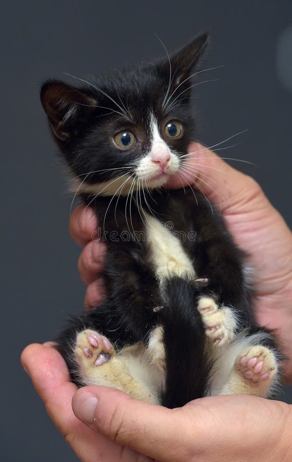 Small Black and White Scared Kitten Stock Image - Image of curious ...
