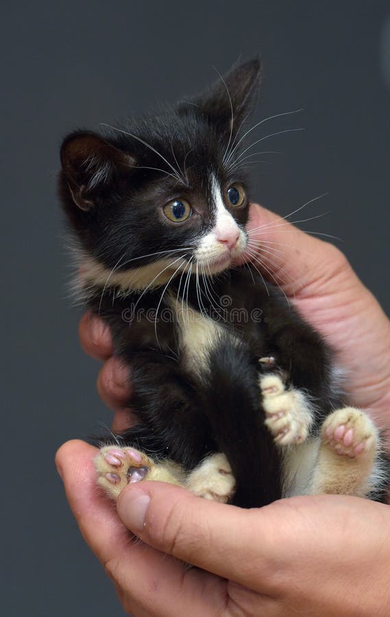 Small Black and White Scared Kitten Stock Image - Image of muzzle ...