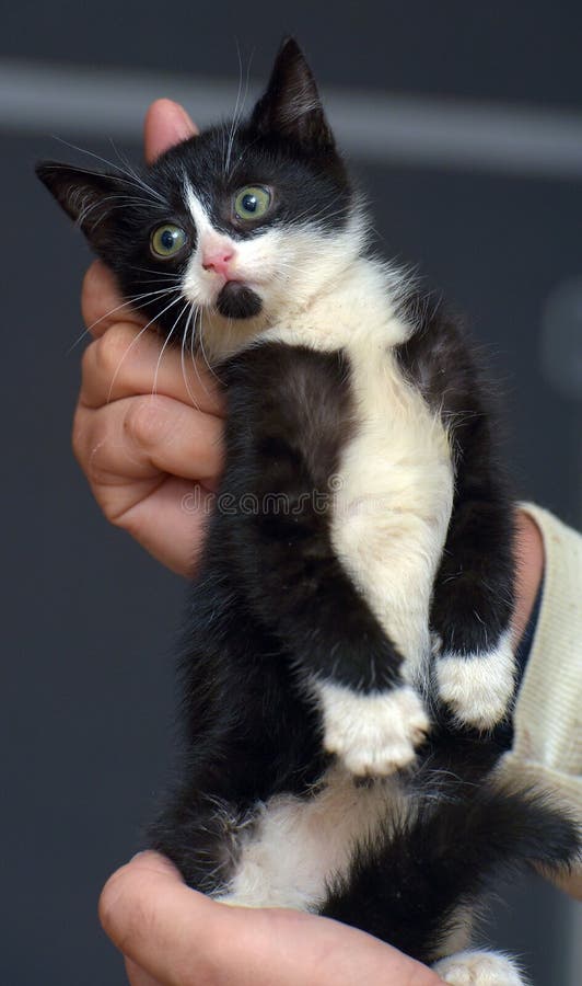 Small Black and White Scared Kitten Stock Photo - Image of little ...