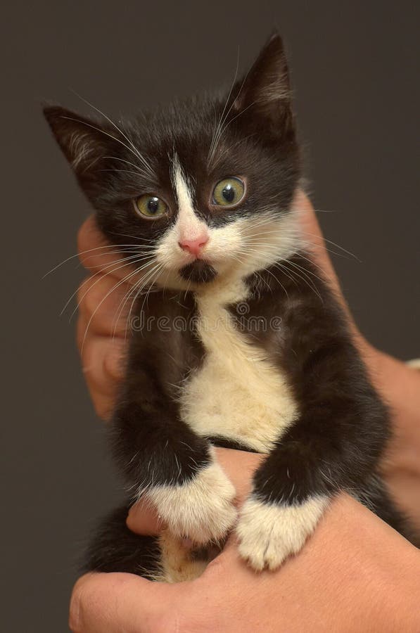 Small Black and White Scared Kitten Stock Image - Image of homeless ...
