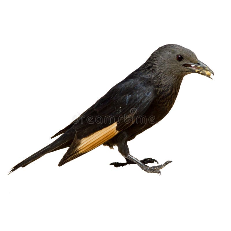 Set Crow, Blackbird, Jackdaw, Rook, Hooded Crow Stock Photo - Image of ...