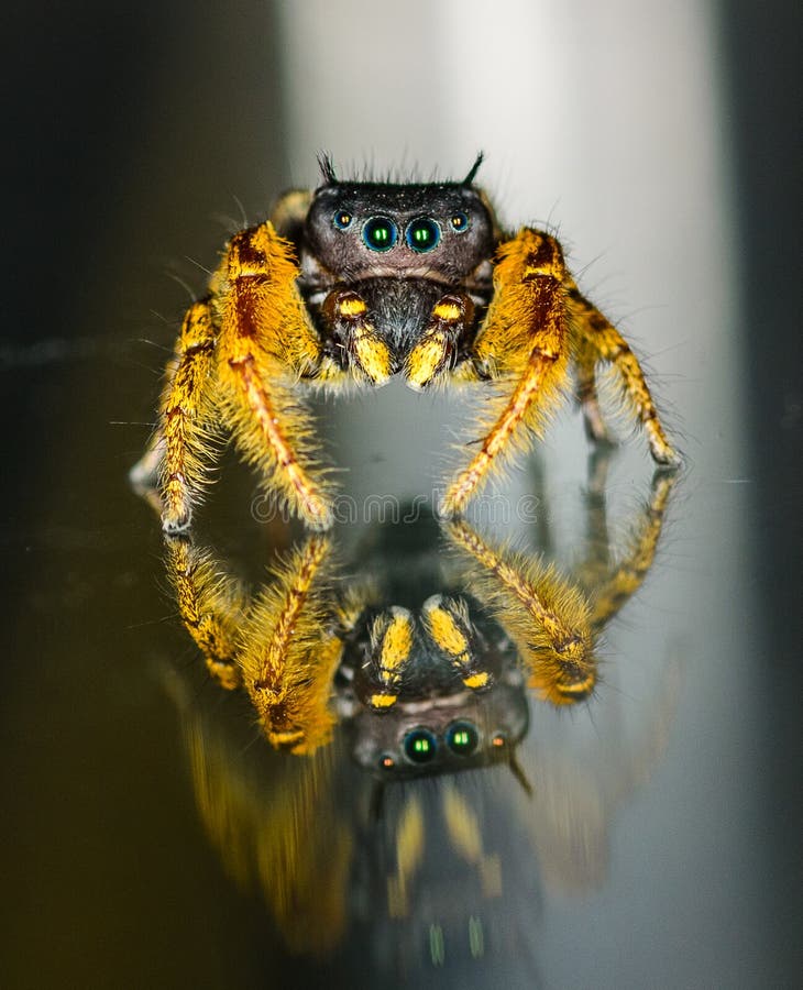 Small Black and Yellow Jumping Spider Macro Stock Image - Image of ...