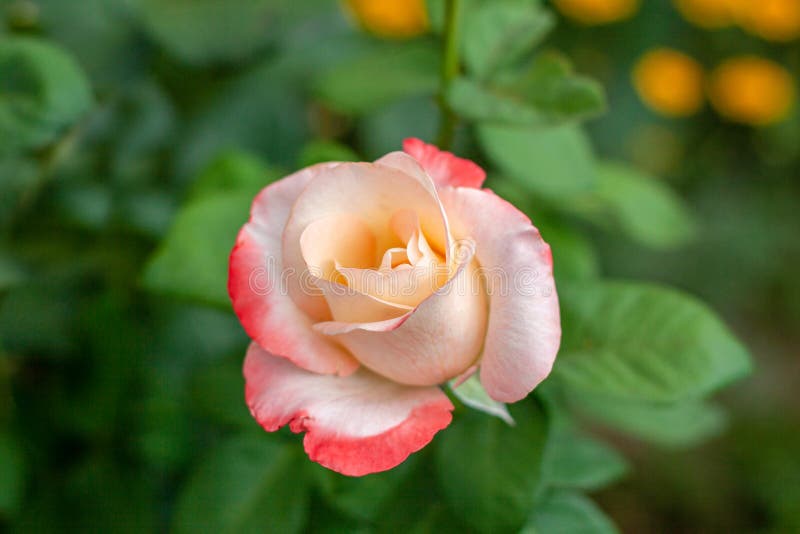 A Small Blooming Bright Rose with Pink Edges Stock Photo - Image of ...