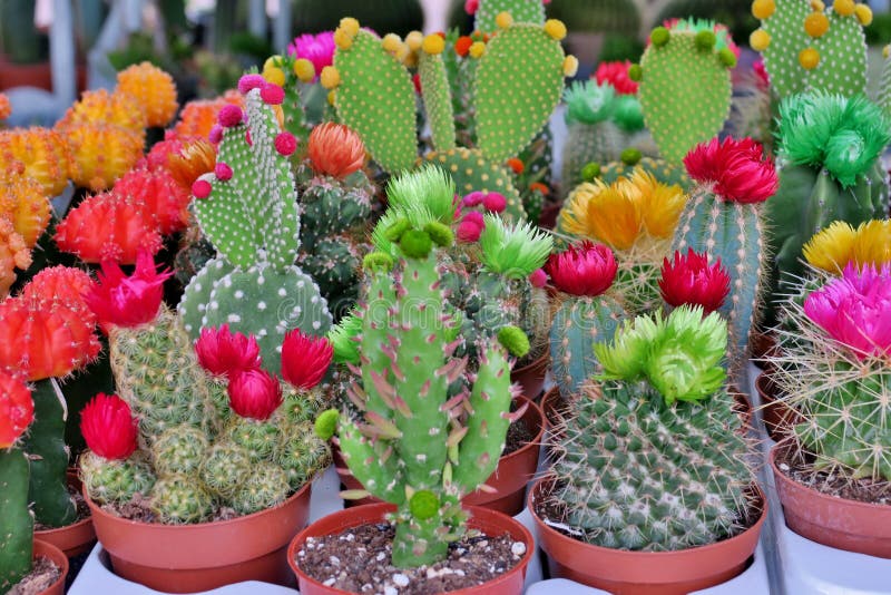 Cacti Of Different Ages In Pot Stock Image - Image of flowerpot ...