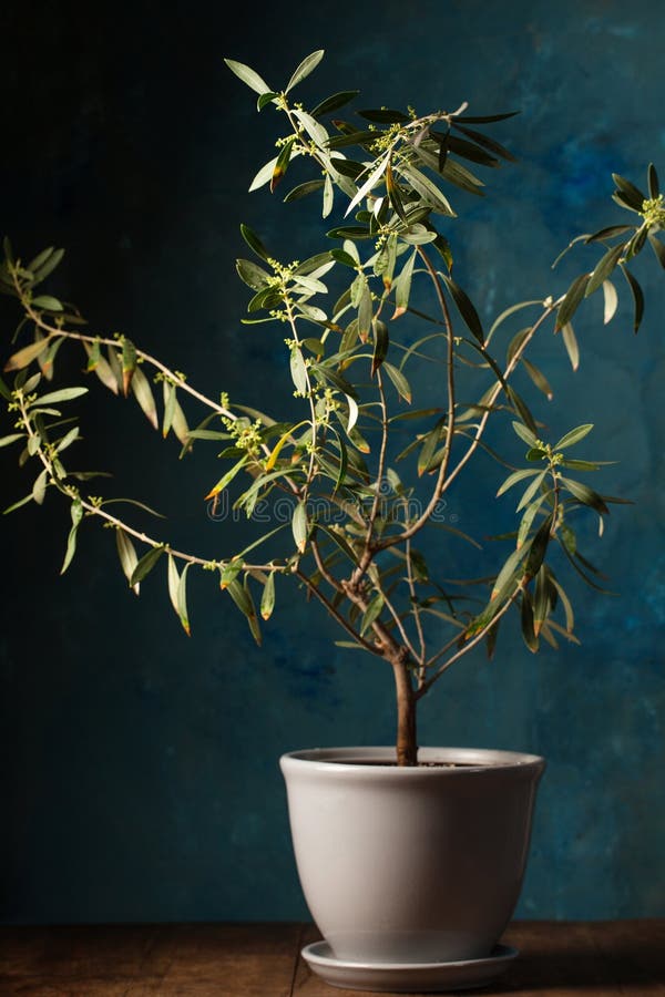 A Small Blooming Olive Tree in a Rustic Style Stock Photo - Image of ...