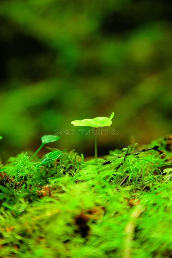 Small Blossom on Forest Floor Stock Photo - Image of macro, small ...