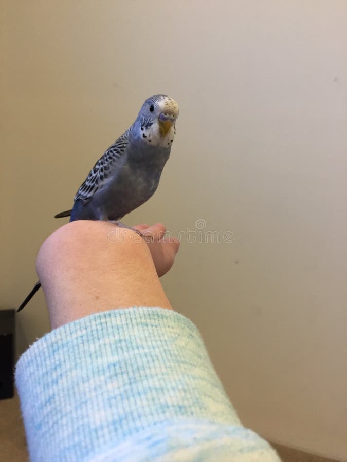 Small budgie on hand stock image. Image of small, budgie - 224696677