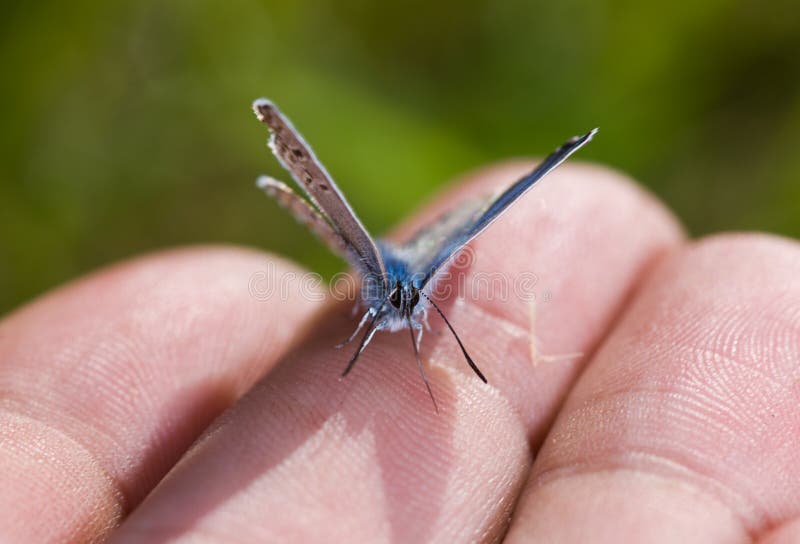 The small blue butterfly stock photo. Image of vibrant - 14822250