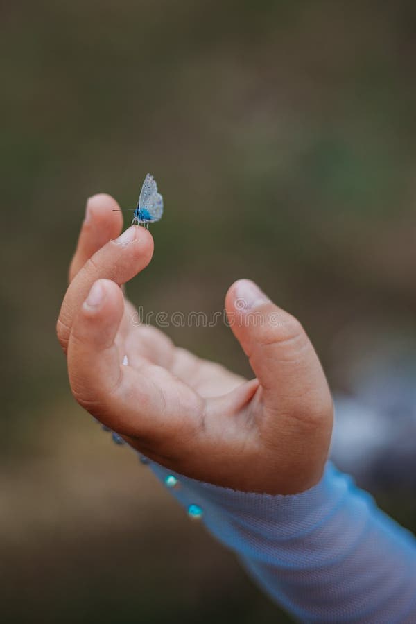 Small Blue Butterfly on a Child`s Finger Stock Photo - Image of sign ...
