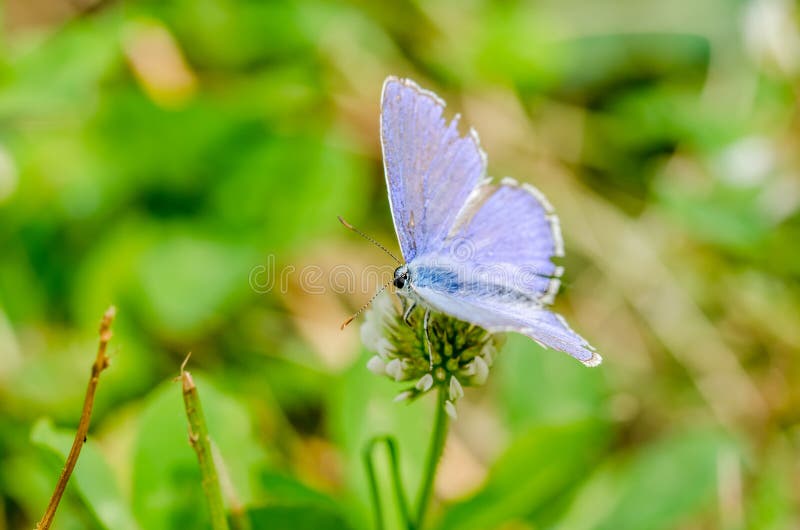 Small Blue Butterfly stock image. Image of blue, freshness - 32342377