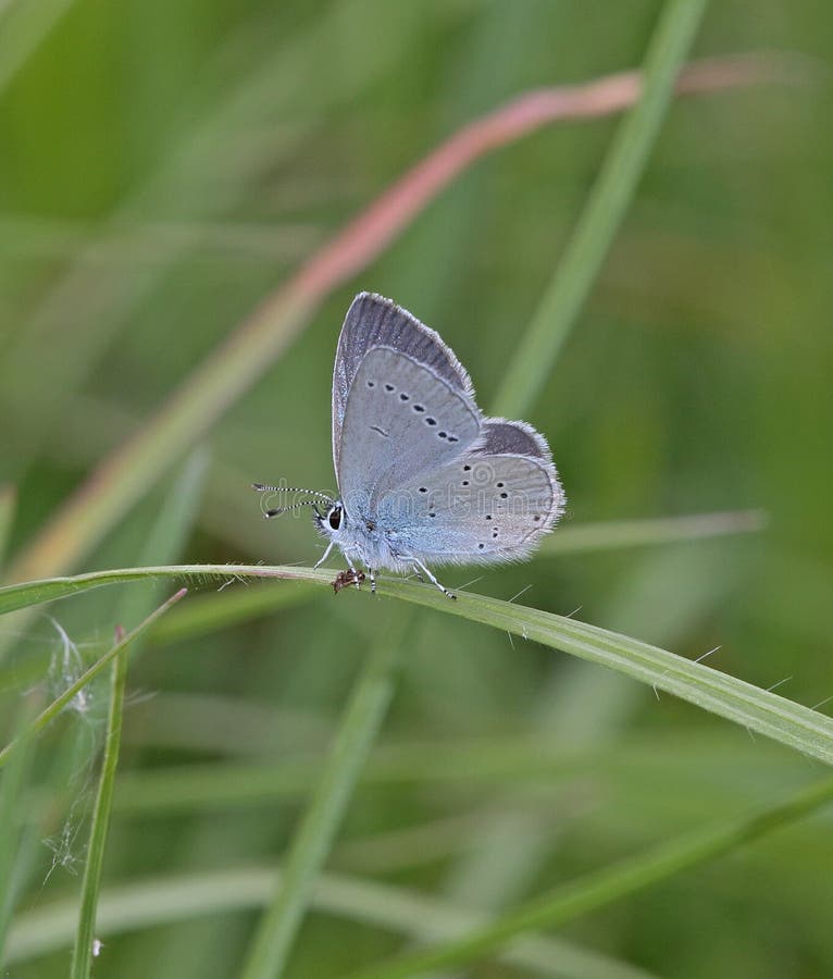 Small Blue Butterfly stock photo. Image of pretty, hampshire - 54680370