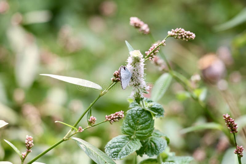 Small Blue Butterfly on Mint Flower Stock Image - Image of landscapes ...