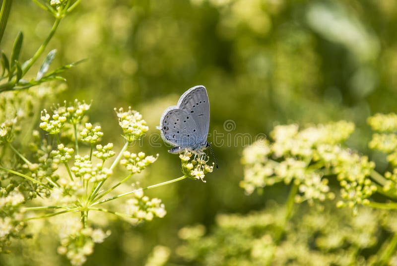Small Blue Butterfly on a Parsley Inflorescence Stock Photo - Image of ...