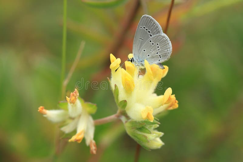 Small Blue Butterfly Underside Stock Photo - Image of insect, kidney ...