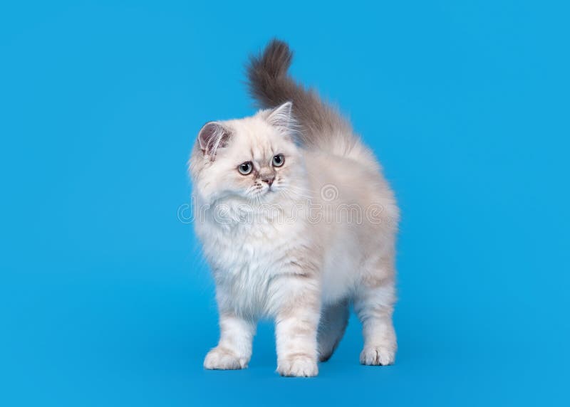 Small Blue Color Point British Kitten Stock Image - Image of ears, coat ...