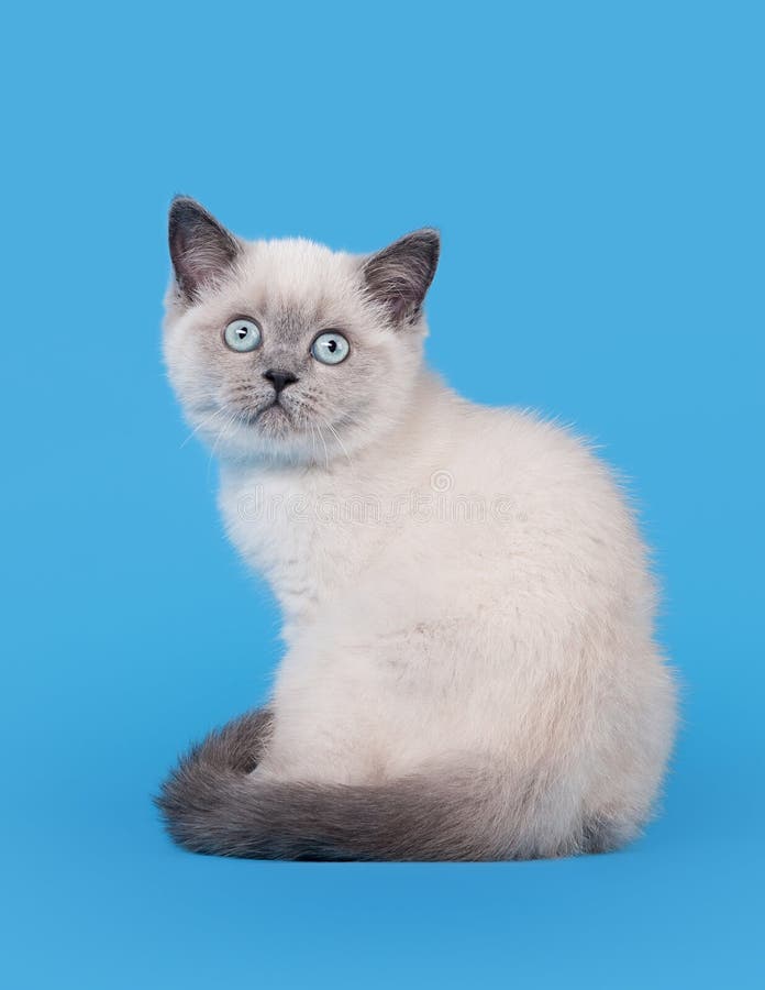 Small Blue Color Point British Kitten Stock Image - Image of ears, coat ...