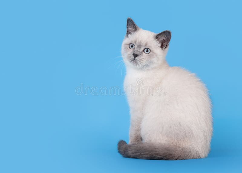 Small Blue Color Point British Kitten Stock Image - Image of ears, coat ...