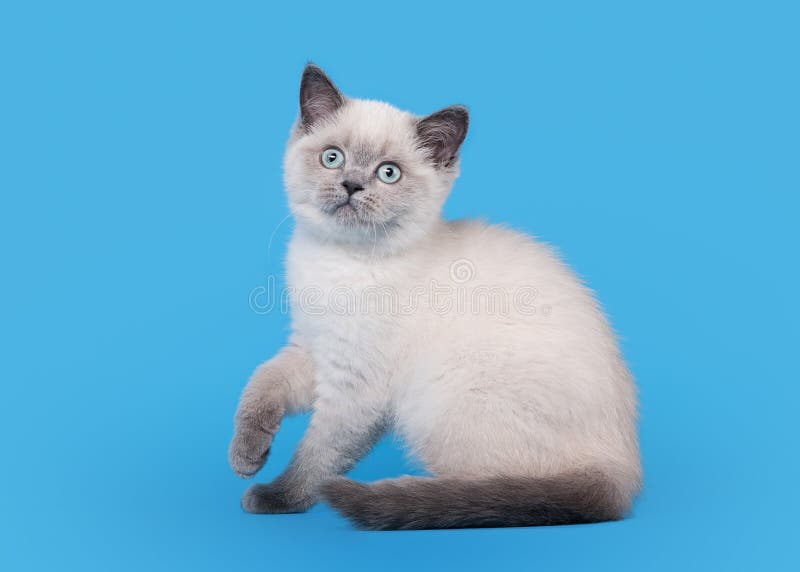 Small Blue Color Point British Kitten Stock Image - Image of ears, coat ...