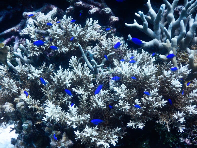 Fish Screen Saver Coral Reef Live Stock Photos - Free & Royalty-Free ...