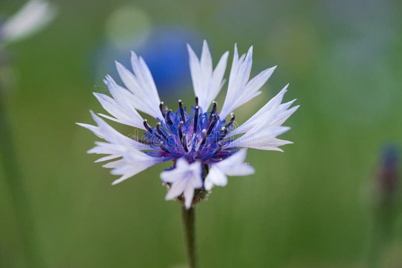 Small Blue with Cornflower on the Natural Background Stock Photo ...