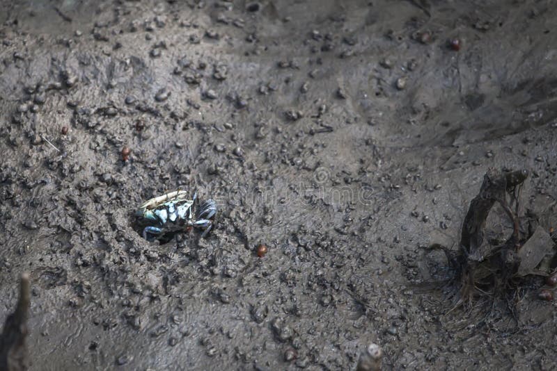Small Blue Crabs in Mangrove Forest. Stock Photo - Image of background ...