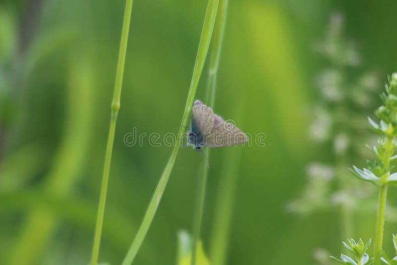 Small blue Cupido minimus stock photo. Image of wildlife - 210385334