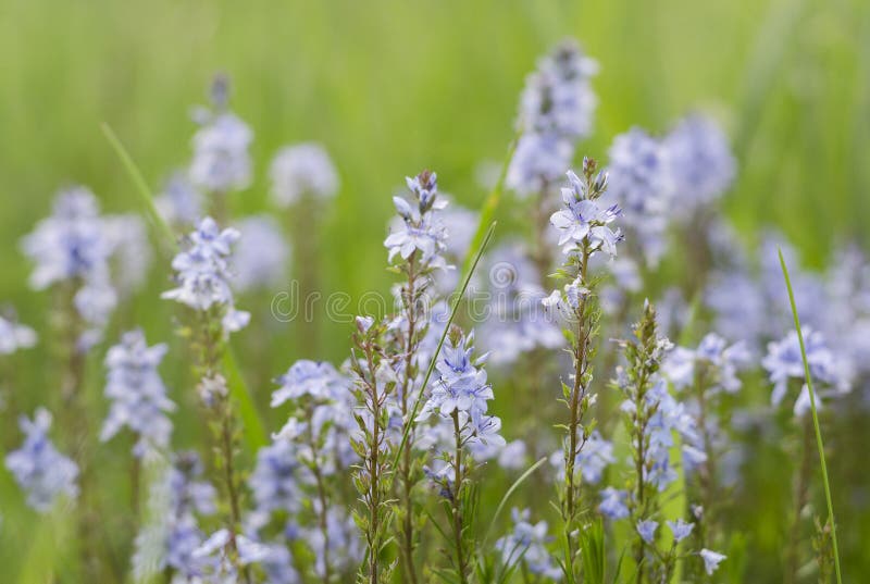 Small Blue Delicate Flowers in Green Foliage 7 Stock Photo - Image of ...