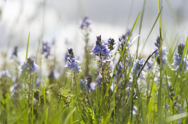 Small Blue Delicate Flowers in Green Foliage Stock Image - Image of ...