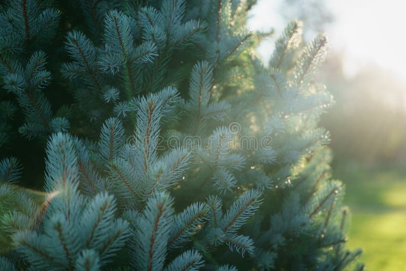 Blue fir tree stock photo. Image of firblue, outdoors - 27064996