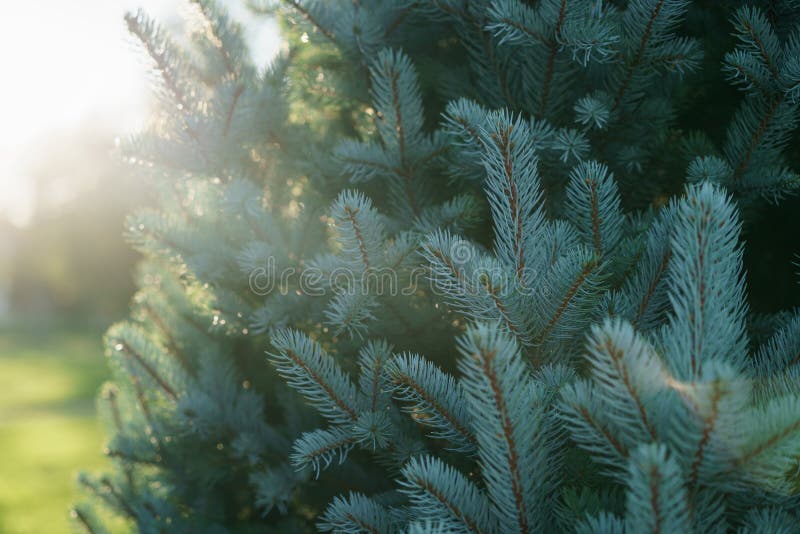 Blue fir tree stock photo. Image of firblue, outdoors - 27064996