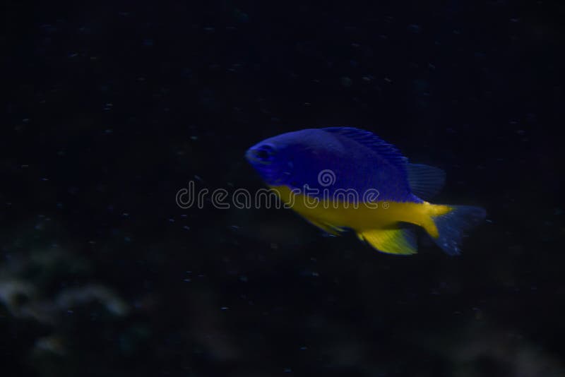 Small Blue Fish in the Ocean Stock Image - Image of environmental, food ...