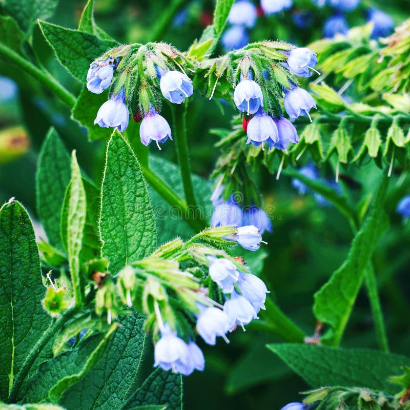 Small Blue Flower Comfrey Bell. Symphytum Officinale Stock Photo ...