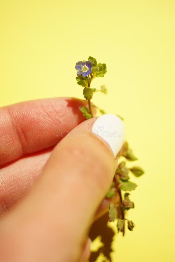 Small Blue Flower in Female Hand on Yellow Background Stock Image ...