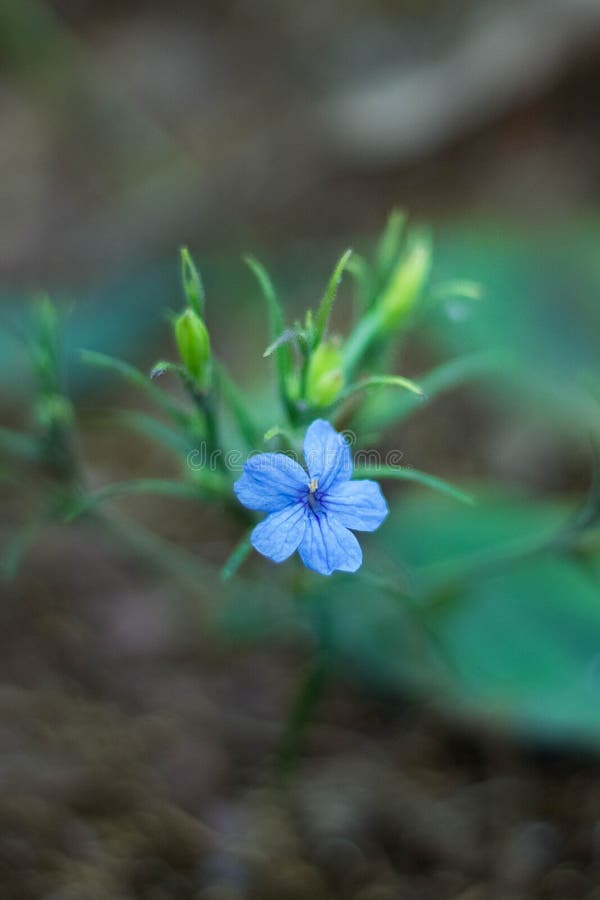 160 Flex Flower Stock Photos - Free & Royalty-Free Stock Photos from ...