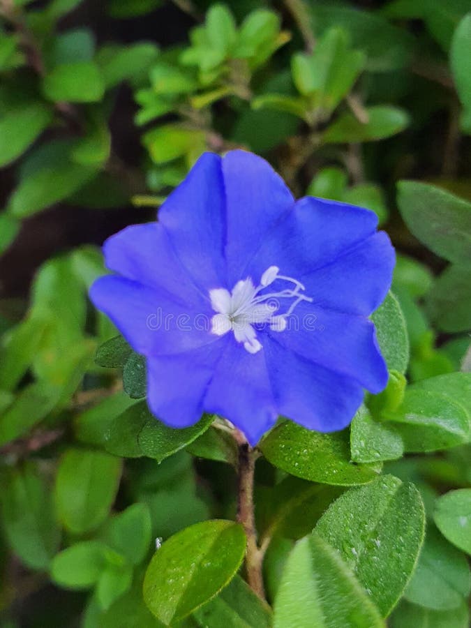 Small Blue Flower in the Green Garden Stock Photo - Image of tree ...