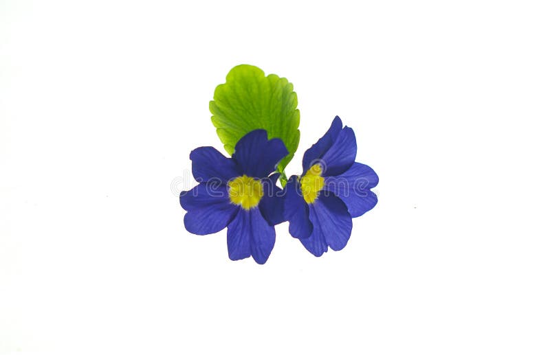 A Small Blue Flower on a White Background Stock Photo - Image of plant ...