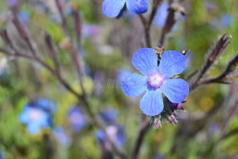 Small blue flower stock photo. Image of head, delicate - 50573262