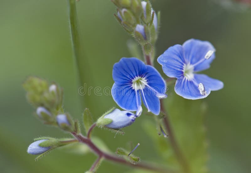Small blue flowers stock image. Image of blue, exotic - 27297453