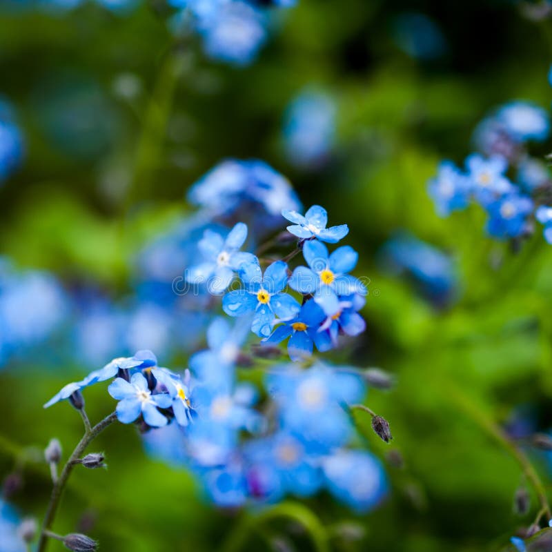 Small blue flowers stock photo. Image of gift, cover - 37456124