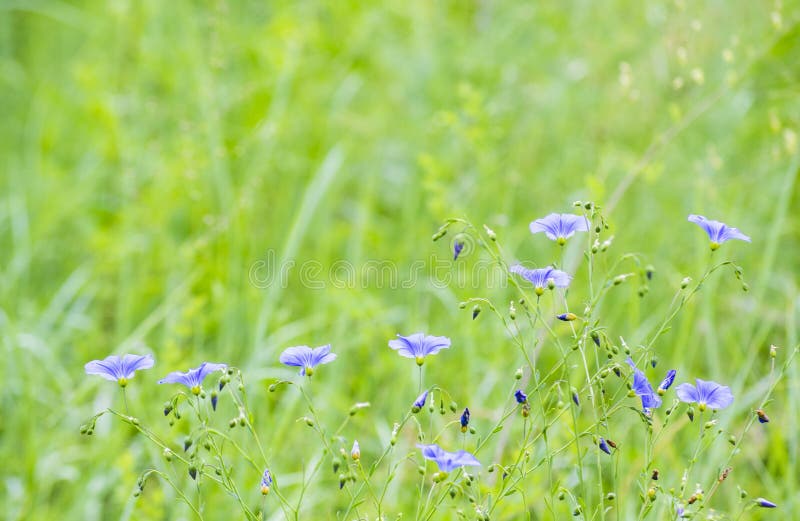 Small Blue Flowers Bell Flower on Blurred Background of Green Grass ...
